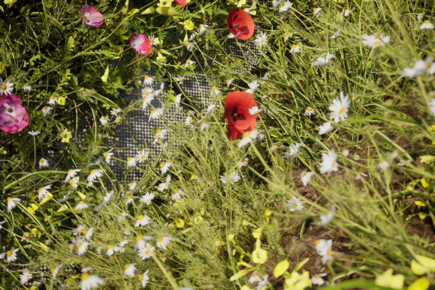 New Partnership Creates a ‘Living Wall’ Facade - Sotech Optima